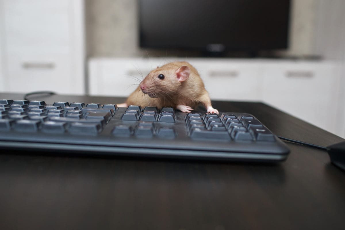 Tech Time Warp: Computer users smell a RAT