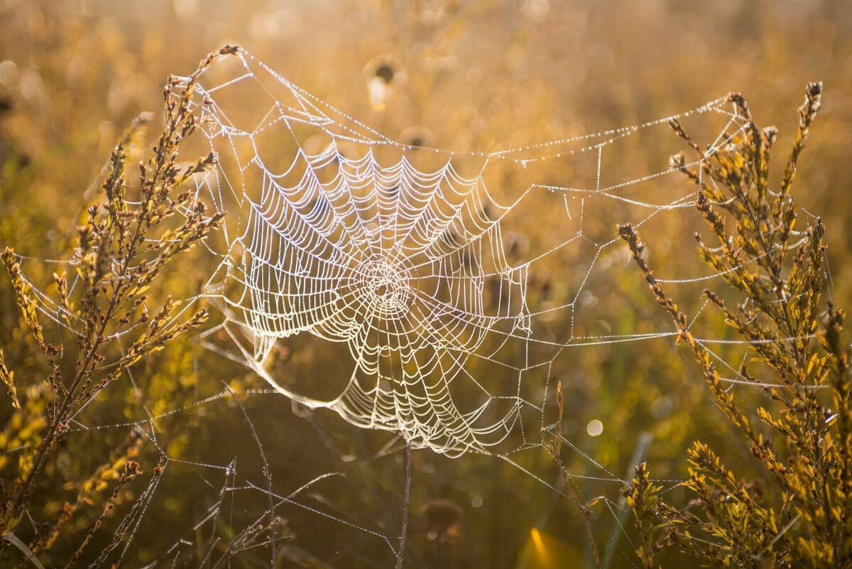 Scattered Spider spins a troublesome web